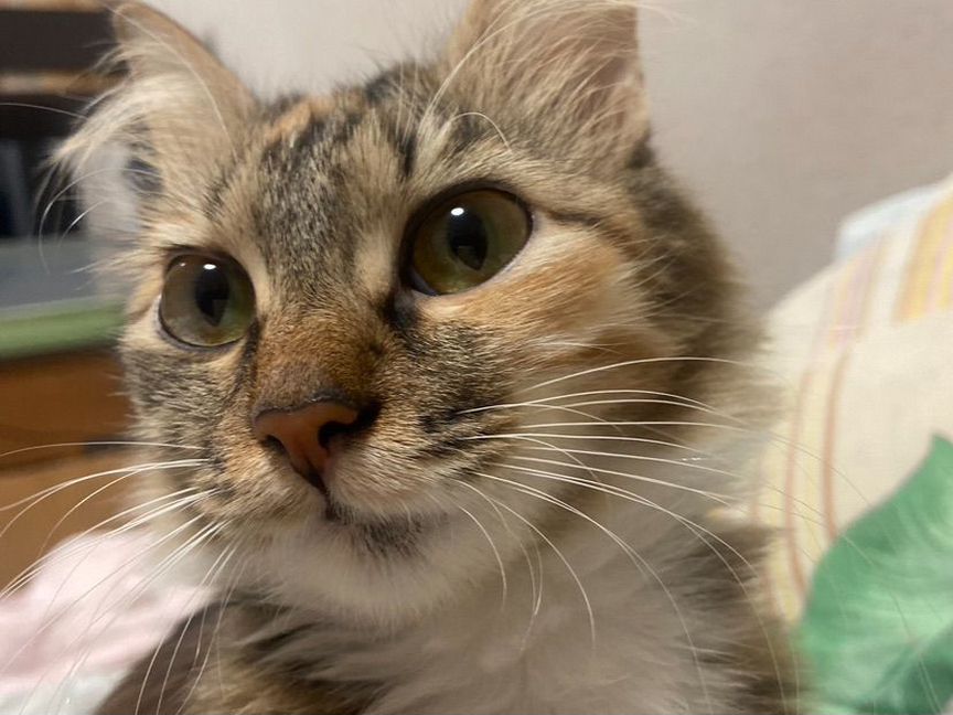 Вязка кошка