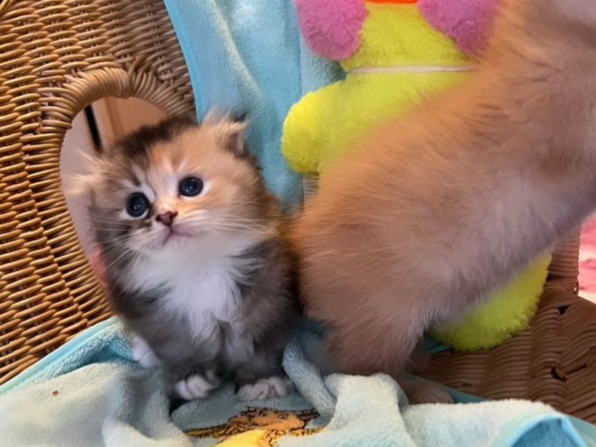 Солнышко в доме