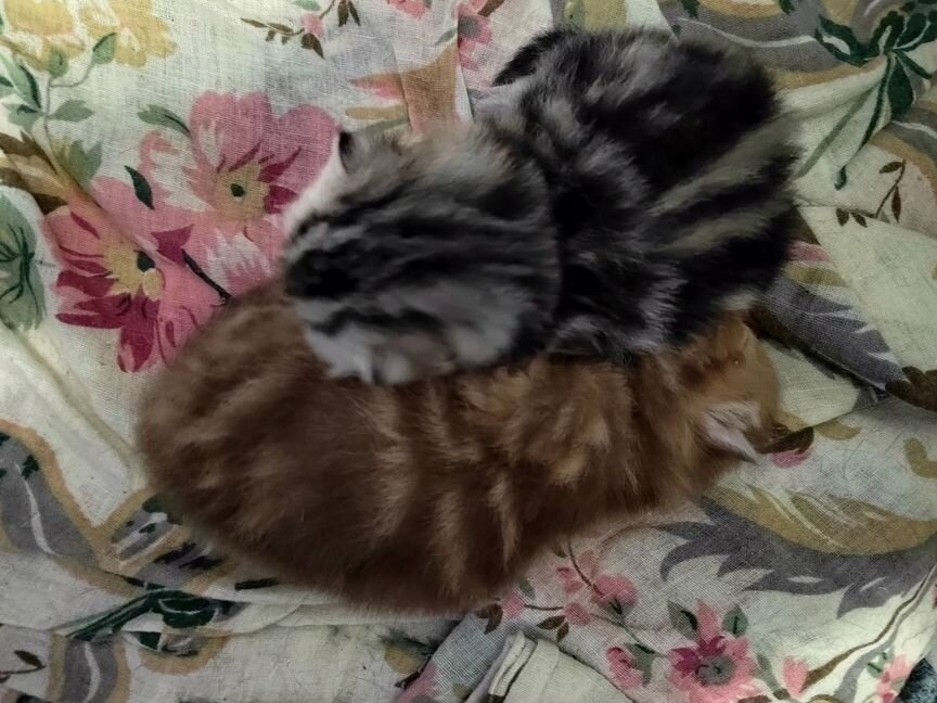 Шотландские прямоухие котята