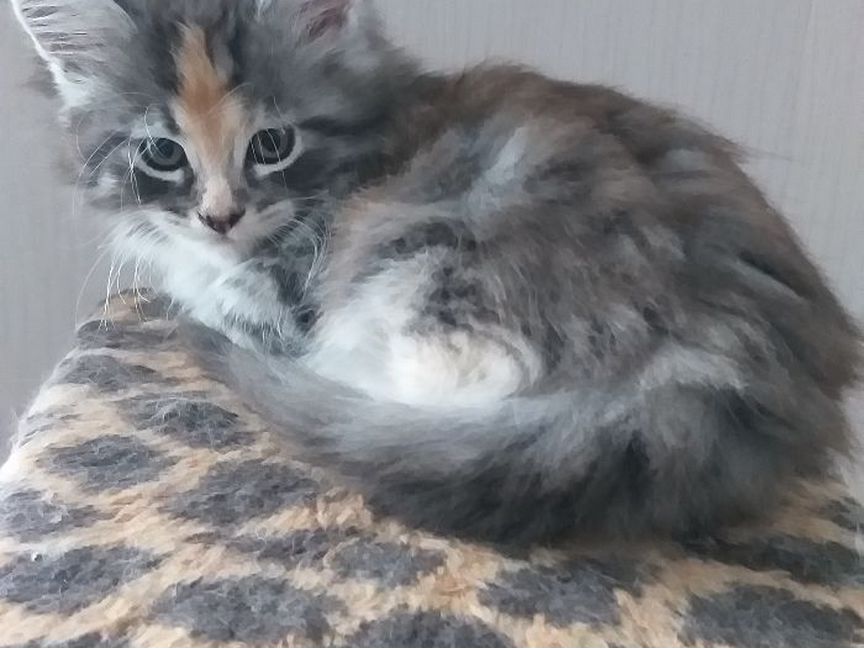 Кошка