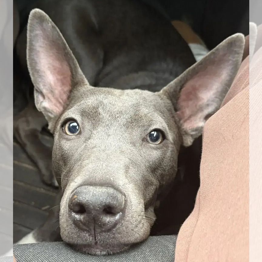 Американский питбультерьер, щенок