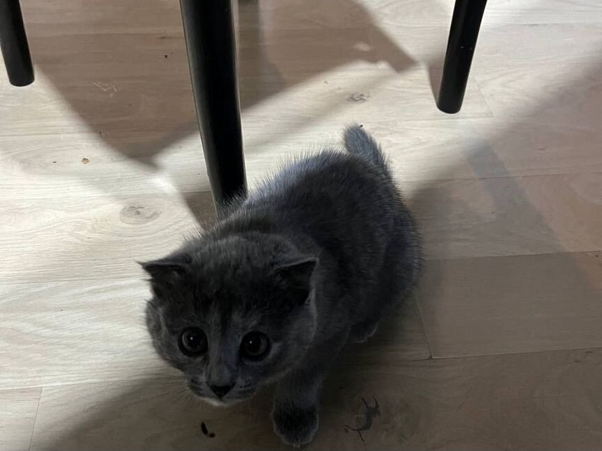 Котенок девочка в добрые руки