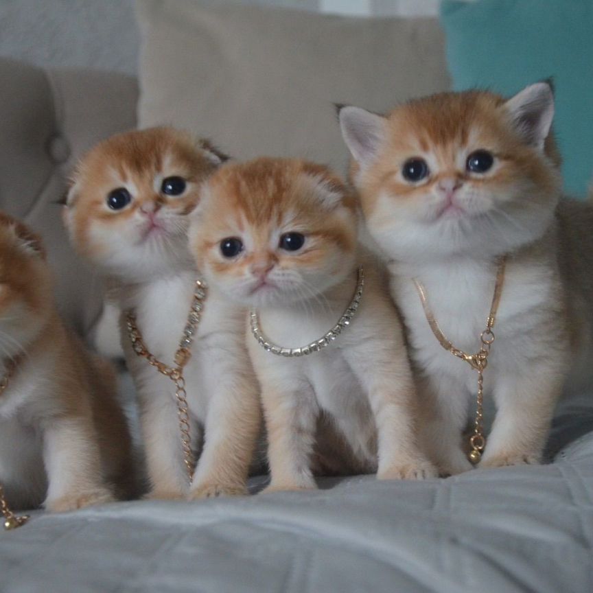 Шотландские золотые вислоухие котята