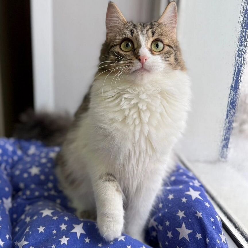 Кошечки красотки нужен дом