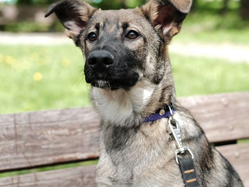 Щенок растет в приюте