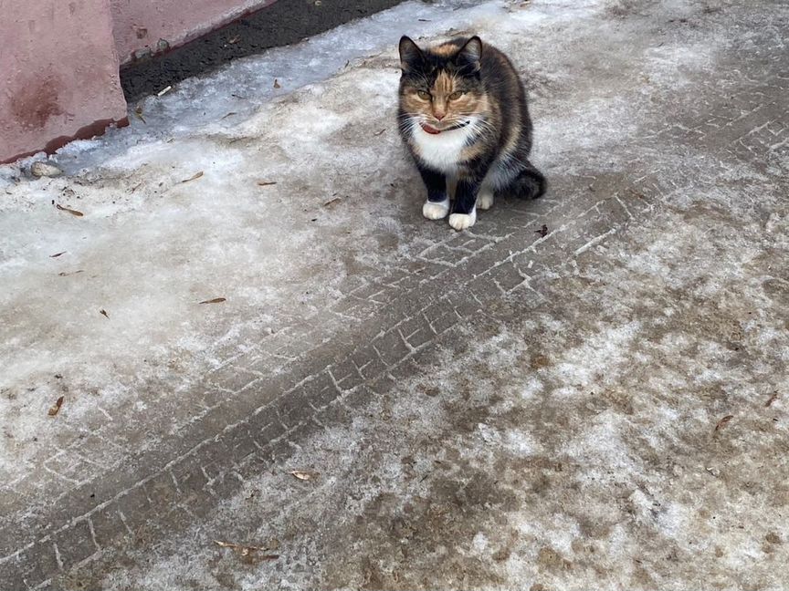 Трехцветная кошка