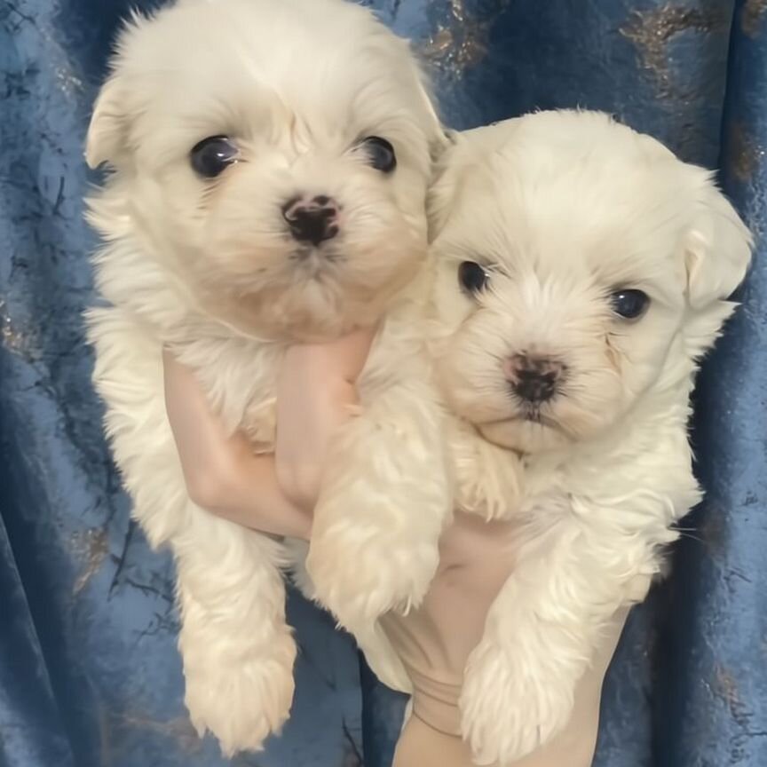 Мальтипу, щенок