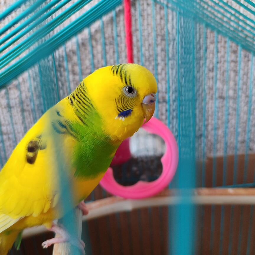 Попугаи волнистые