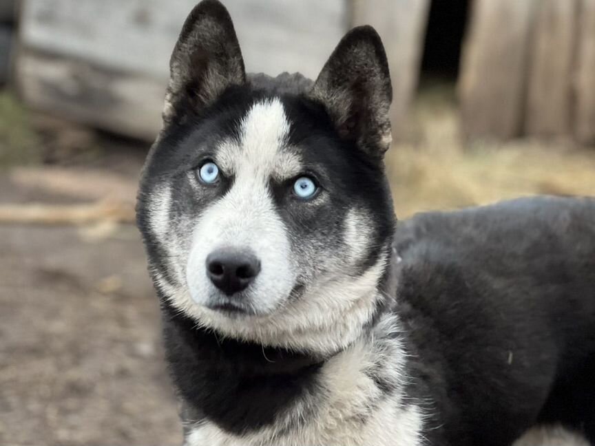 Сибирский хаски