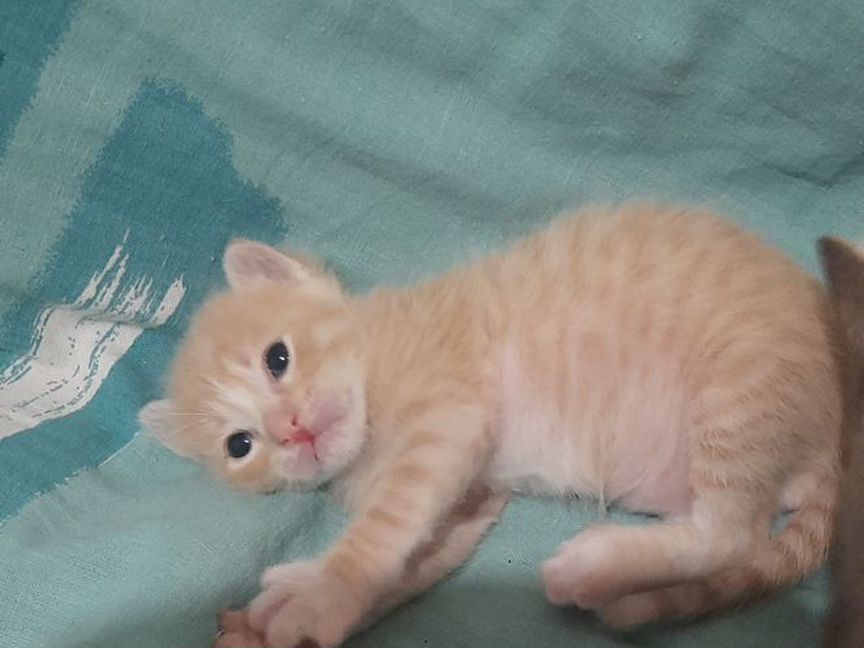 Отдам в добрые руки красивых котят