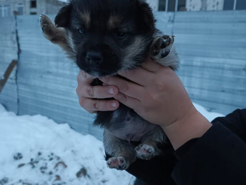 Отдам в добрые руки