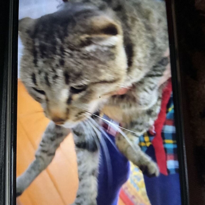 Кот в добрые руки