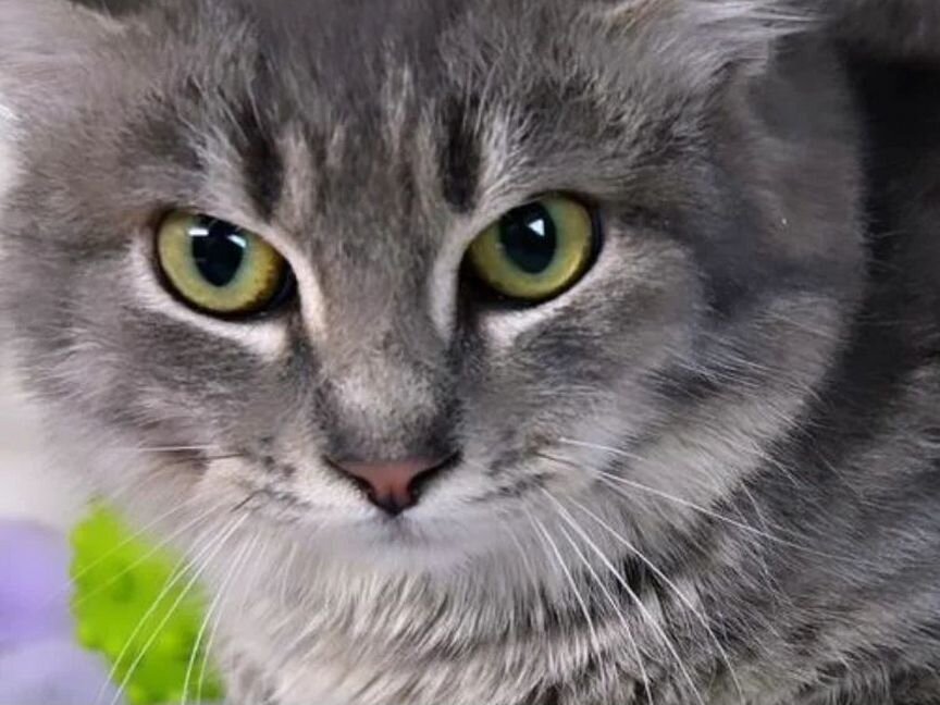 Котенок мальчик 6 месяцев