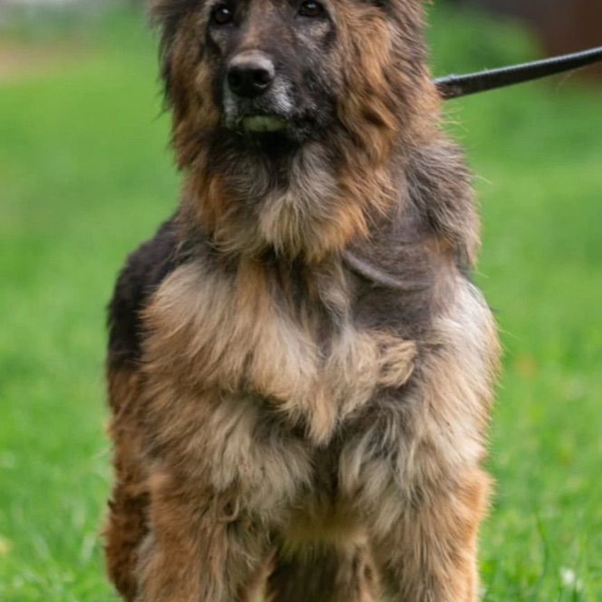 Немецкая овчарка