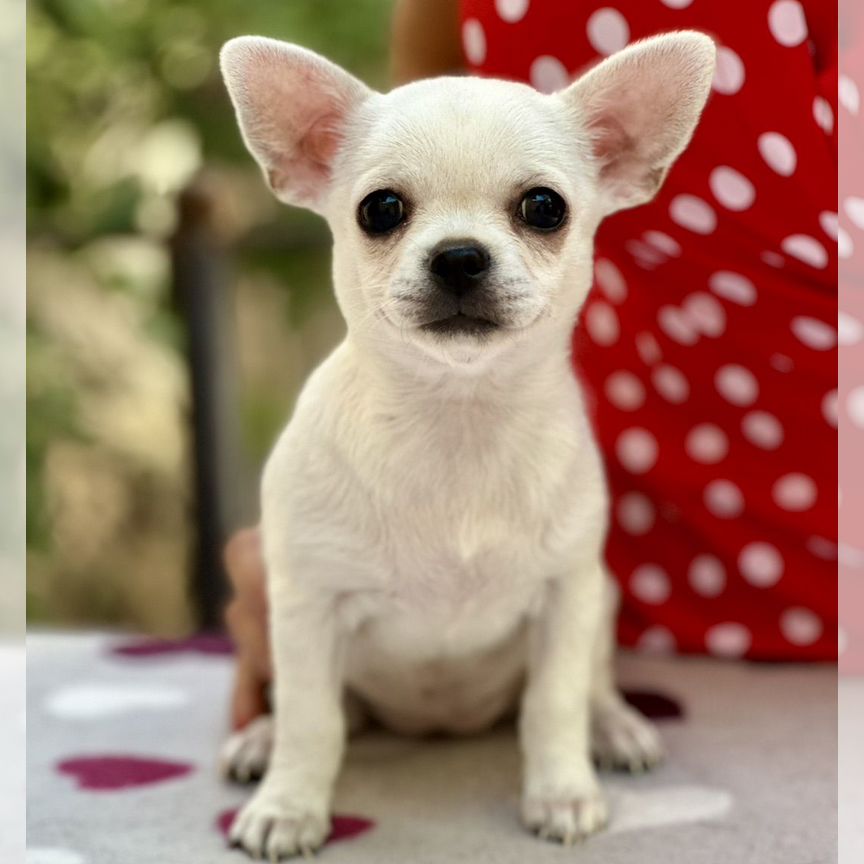 Чихуахуа белоснежная бусинка