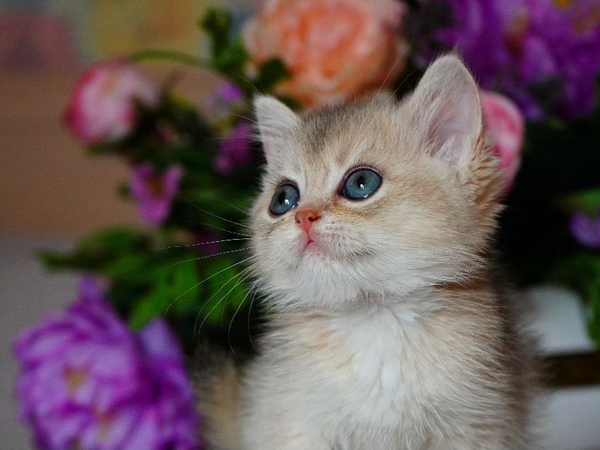 Британская принцесса