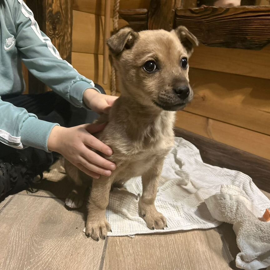 Щенок в добрые руки