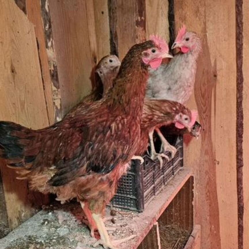 Молодые петухи домашние