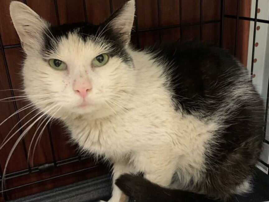 Котику нужна надежда на дом