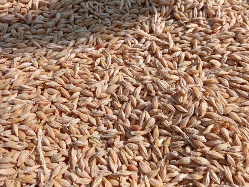 Кормовой овёс, Сахарная свёкла на корм/посев