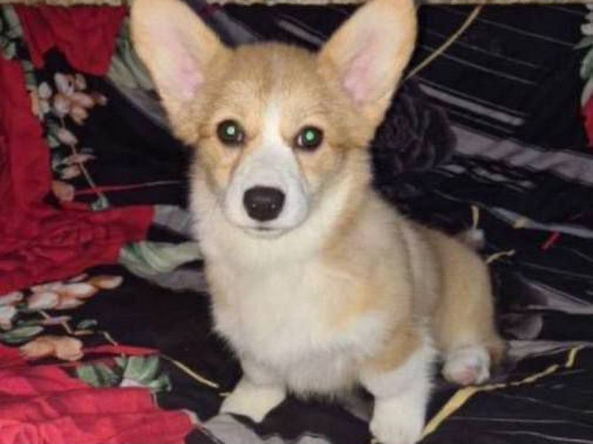 Вельш-корги пемброк