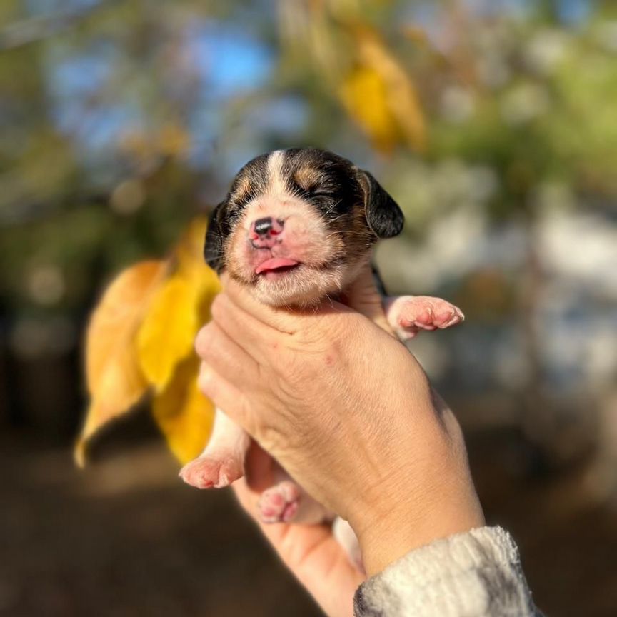 Щенки бигль