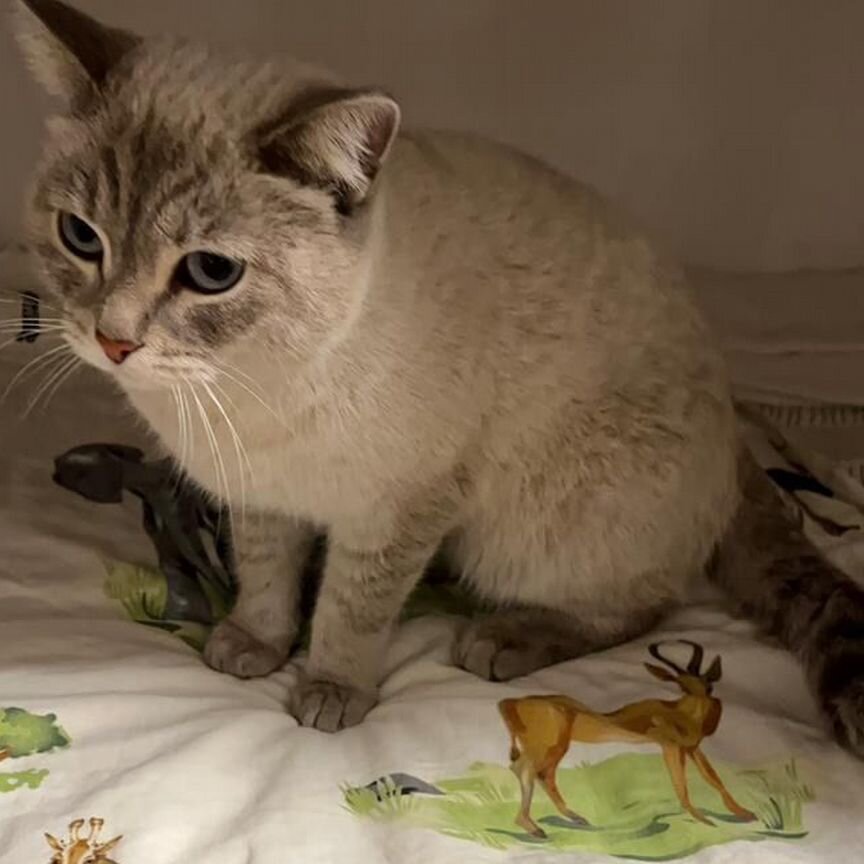 Потеряшка нашли кошку британская