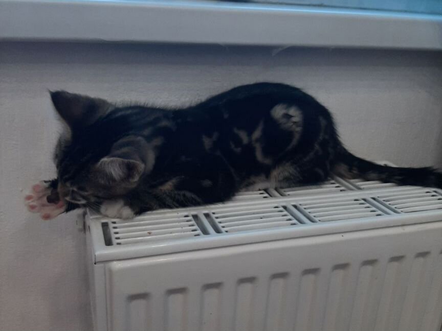 Кошка