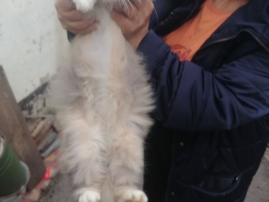 Кошка