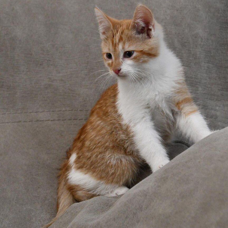 Котик 3.5 месяца в добрые руки