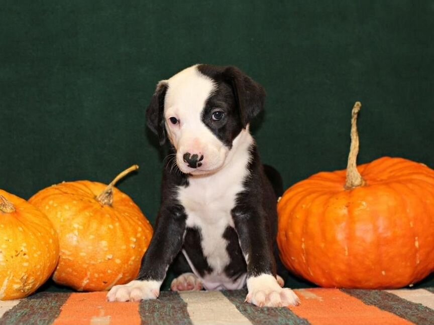 Ксолоитцкуинтли, пухо-детка