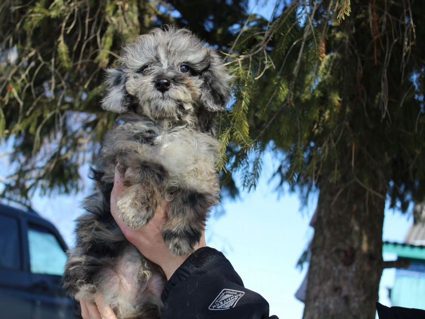 Мраморные мальчики Мальтипу