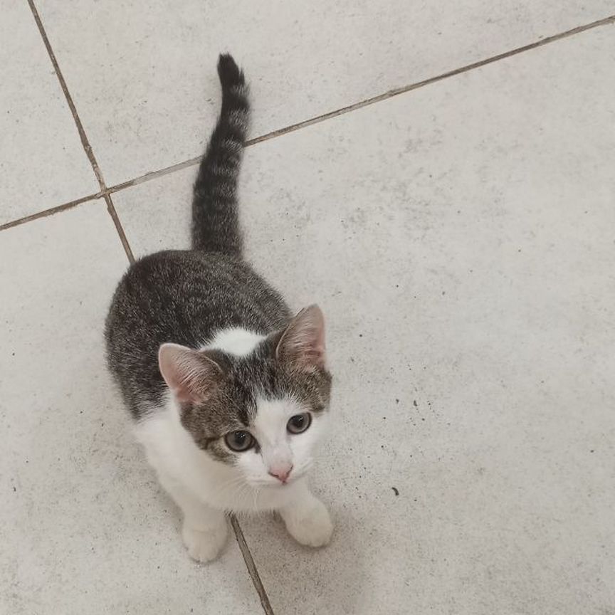 Отдам бесплатно