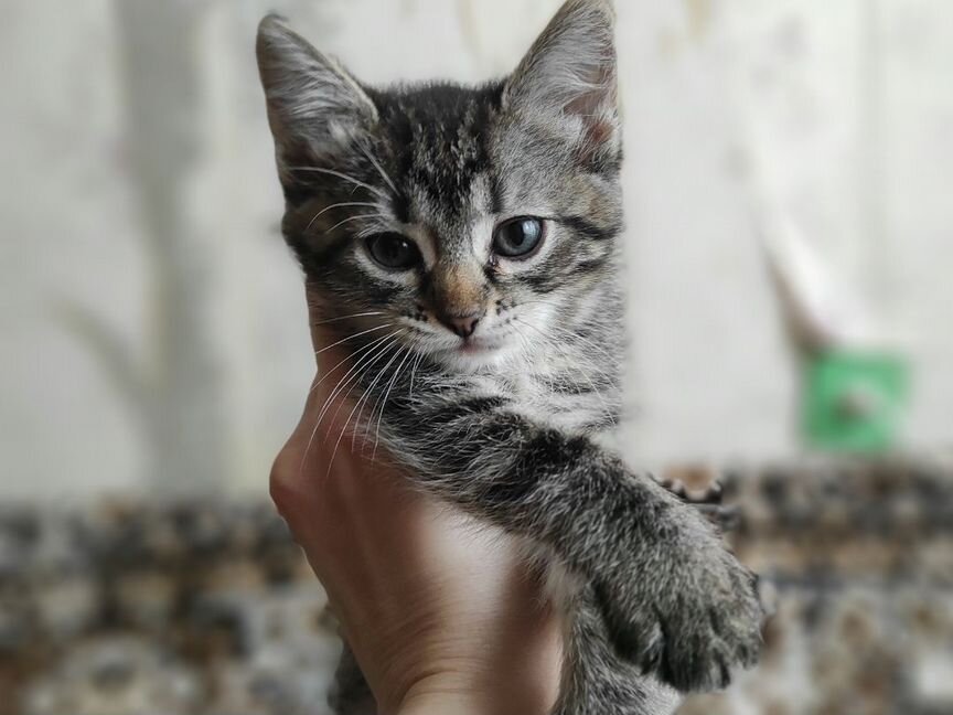 Котята в добрые руки бесплатно