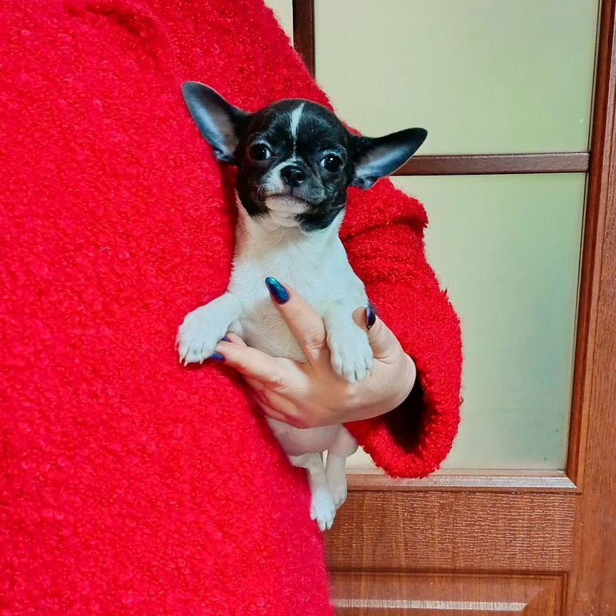 Чихуахуа мини