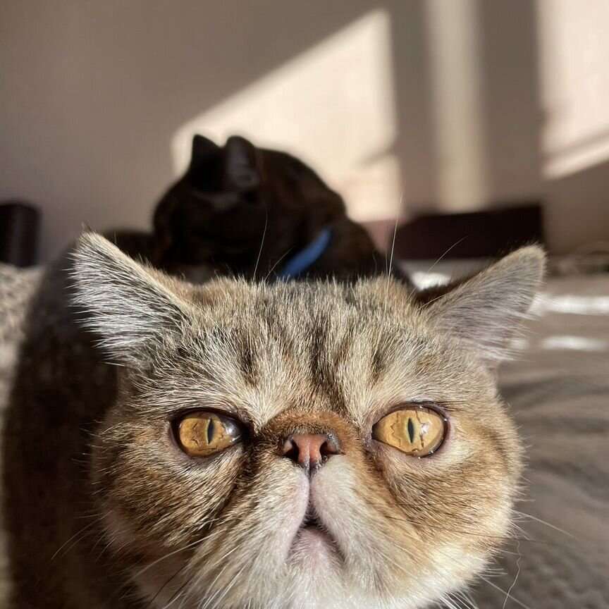 Экзотический котик