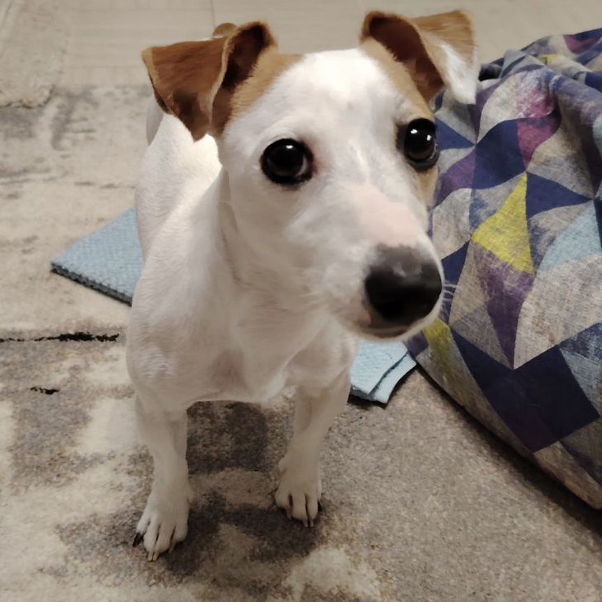 Джек-рассел-терьер, взрослая собака