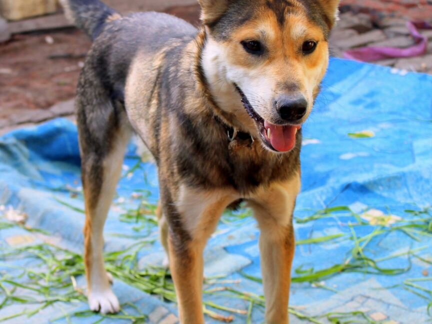 Собака в добрые руки отдам бесплатно