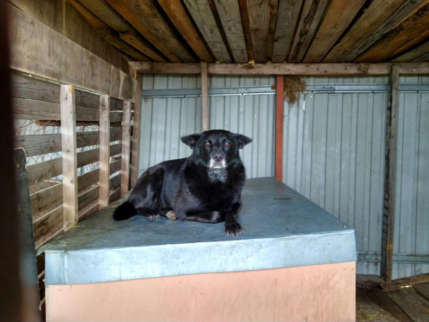 Пират ищет дом