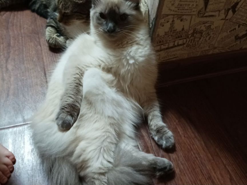 Отдам кошку в добрые руки