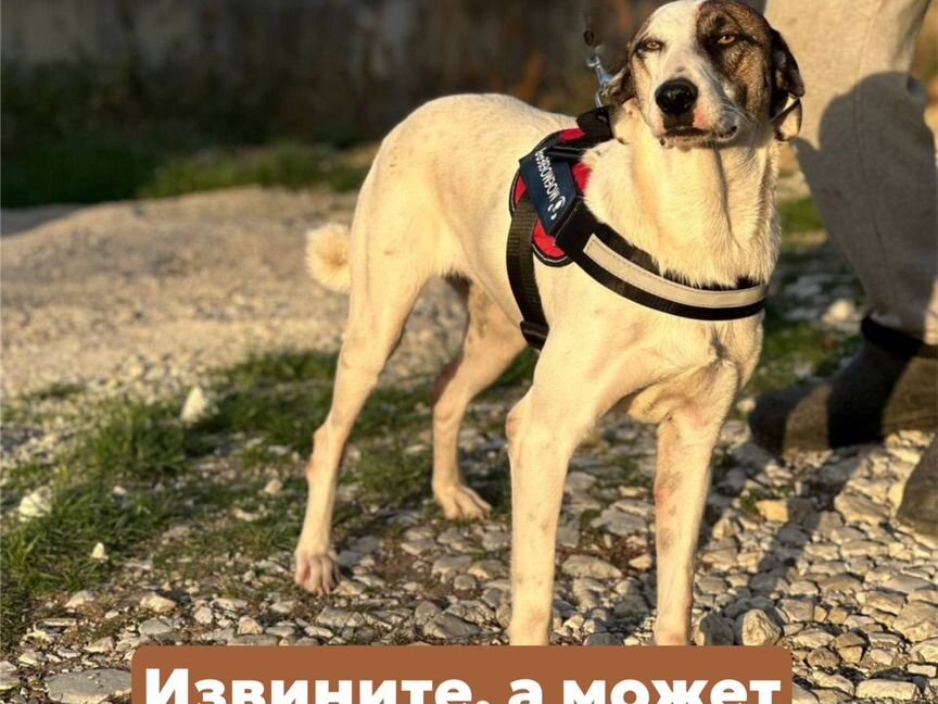 Собака в добрые руки девочка