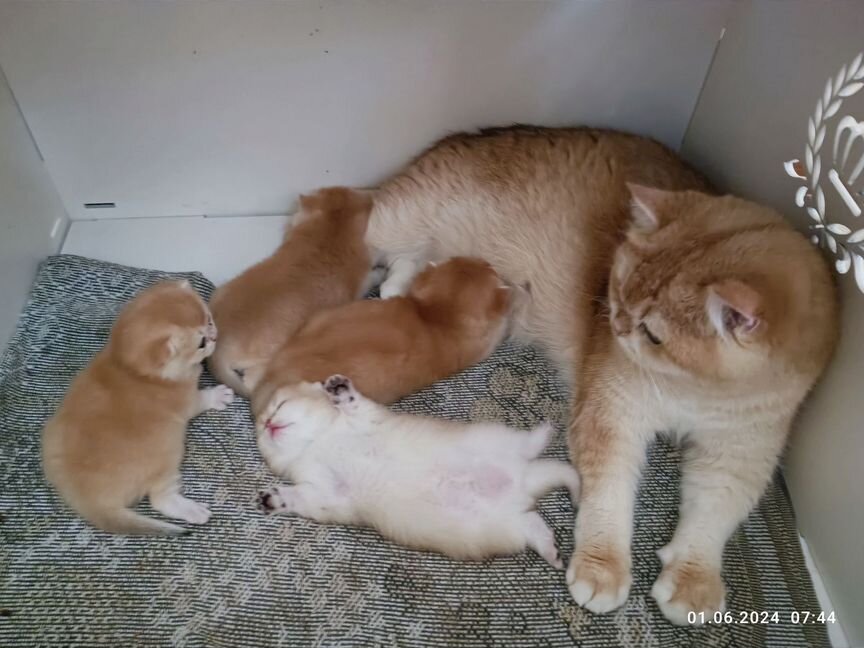 Британские золотые котята