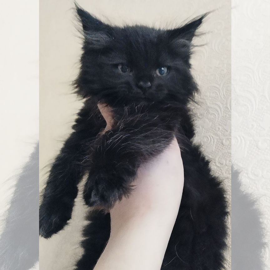 Мейн-кун котёнок