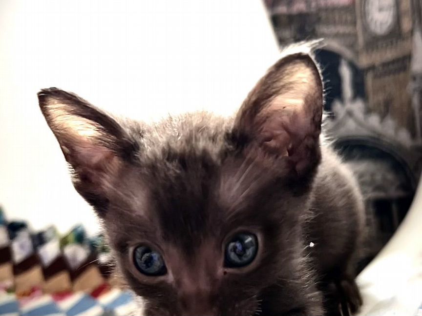 Ориентальная