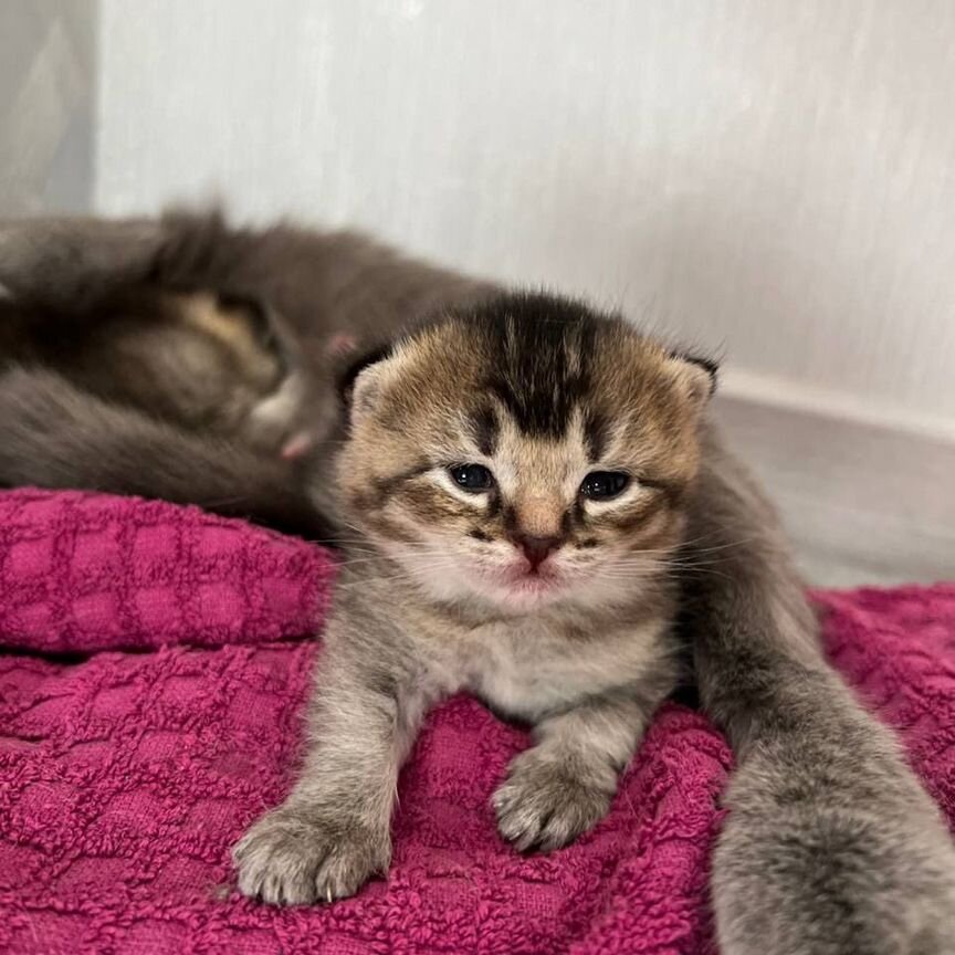 Котята тигрята