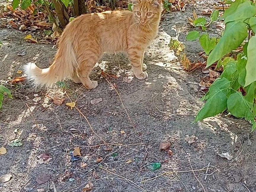 Кот бесплатно