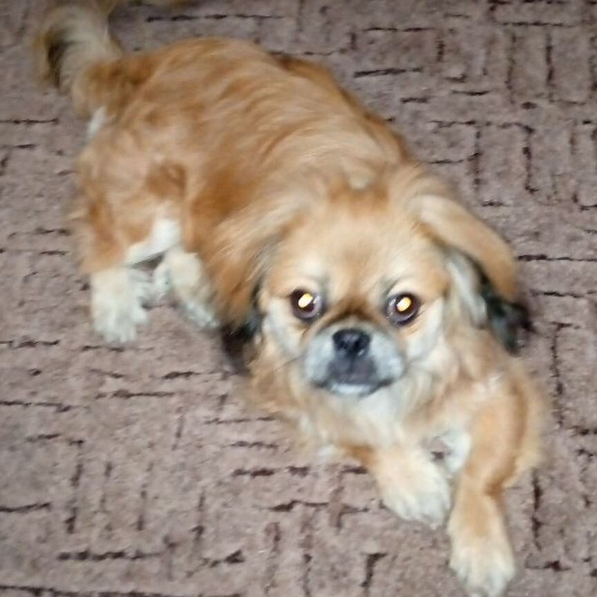 Щенок пекинеса мальчик