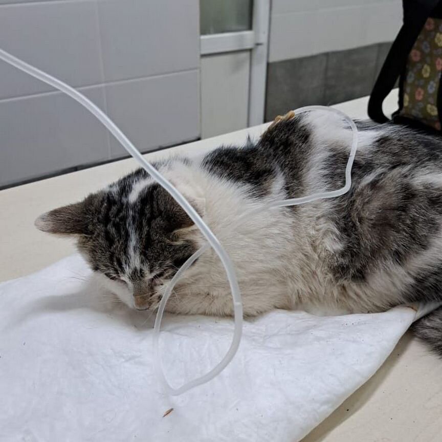 Котику нужна помощь