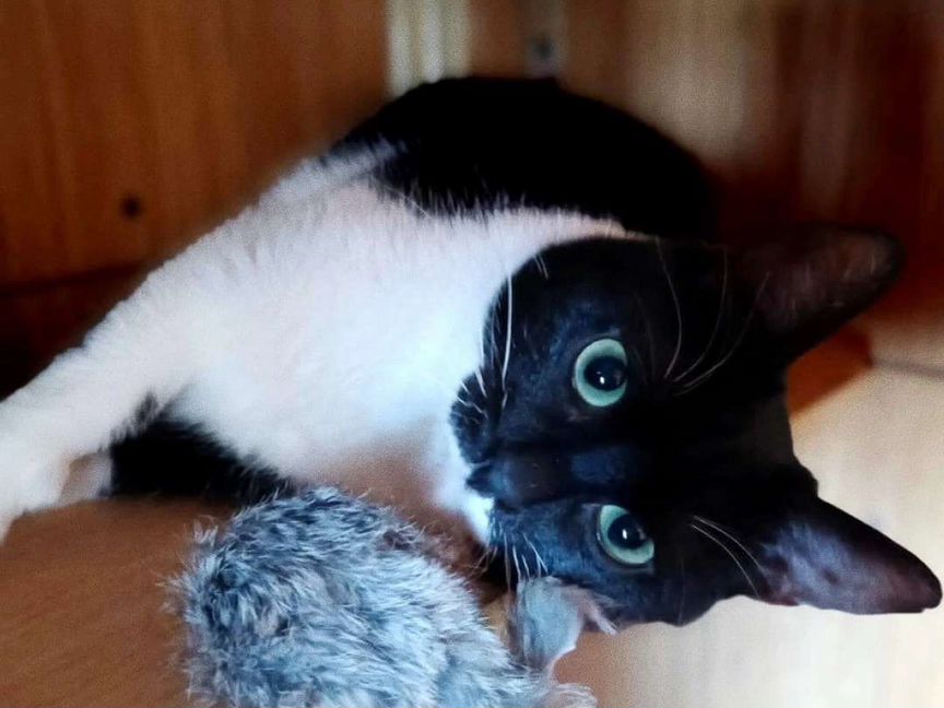 Эмма ищет дом