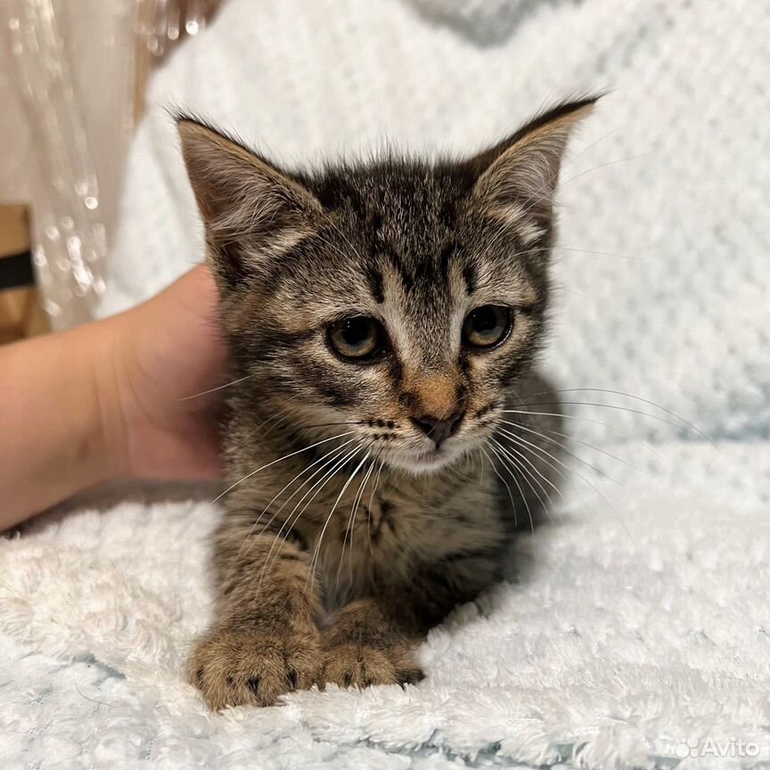 Котята хотят в семью